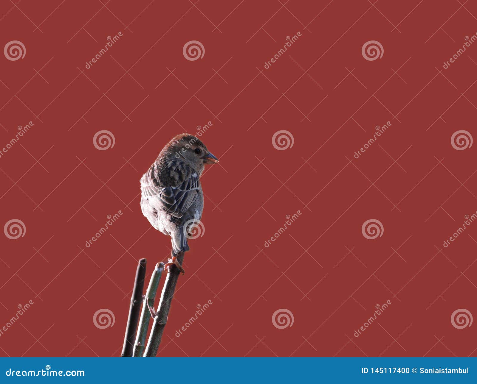 Nice Birdie stock photo. Image of beauty, birding, close - 145117400