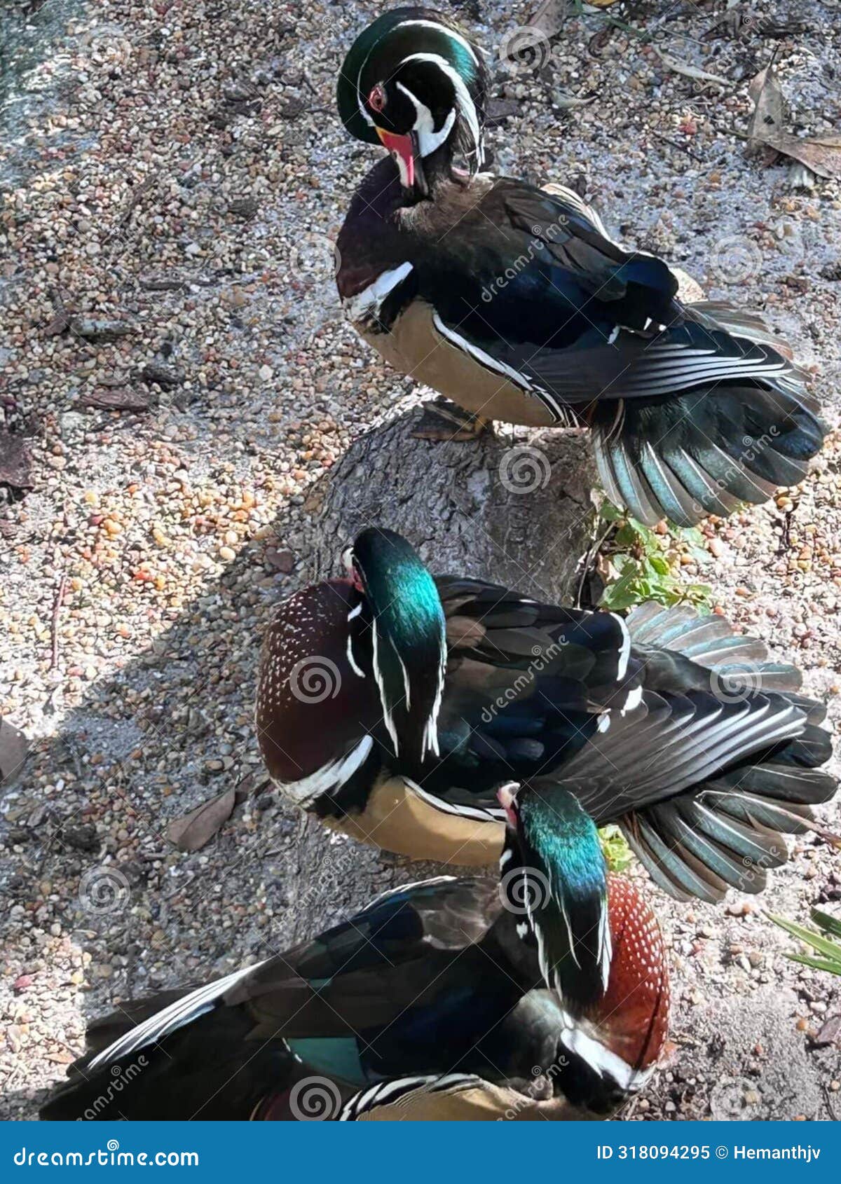 Nice Birds Dancing stock image. Image of birds, colorbirds - 318094295