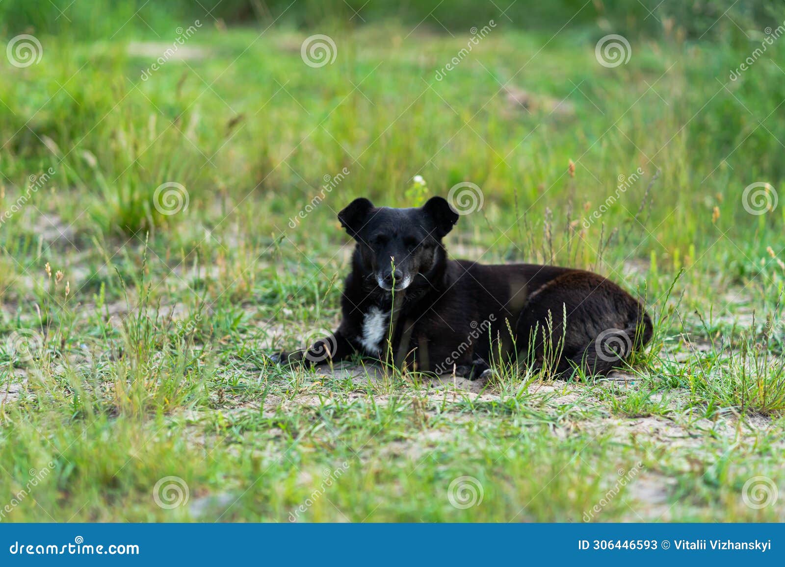 NICE BLACK DOG with a WHITE STRIPE on the CHEST Stock Image - Image of ...