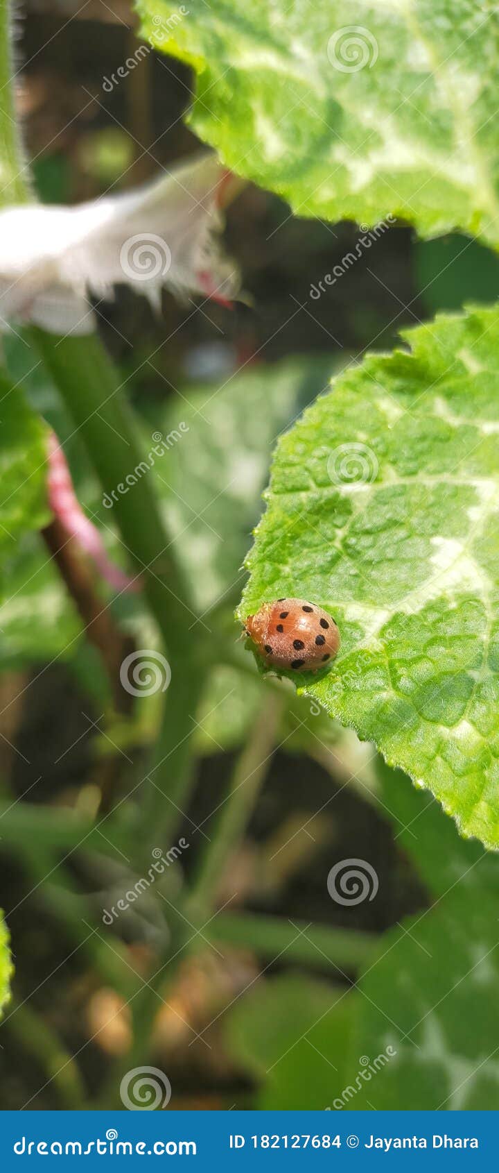 Nice Black Dot on Red Indian Insect Stock Photo - Image of indian, nice ...