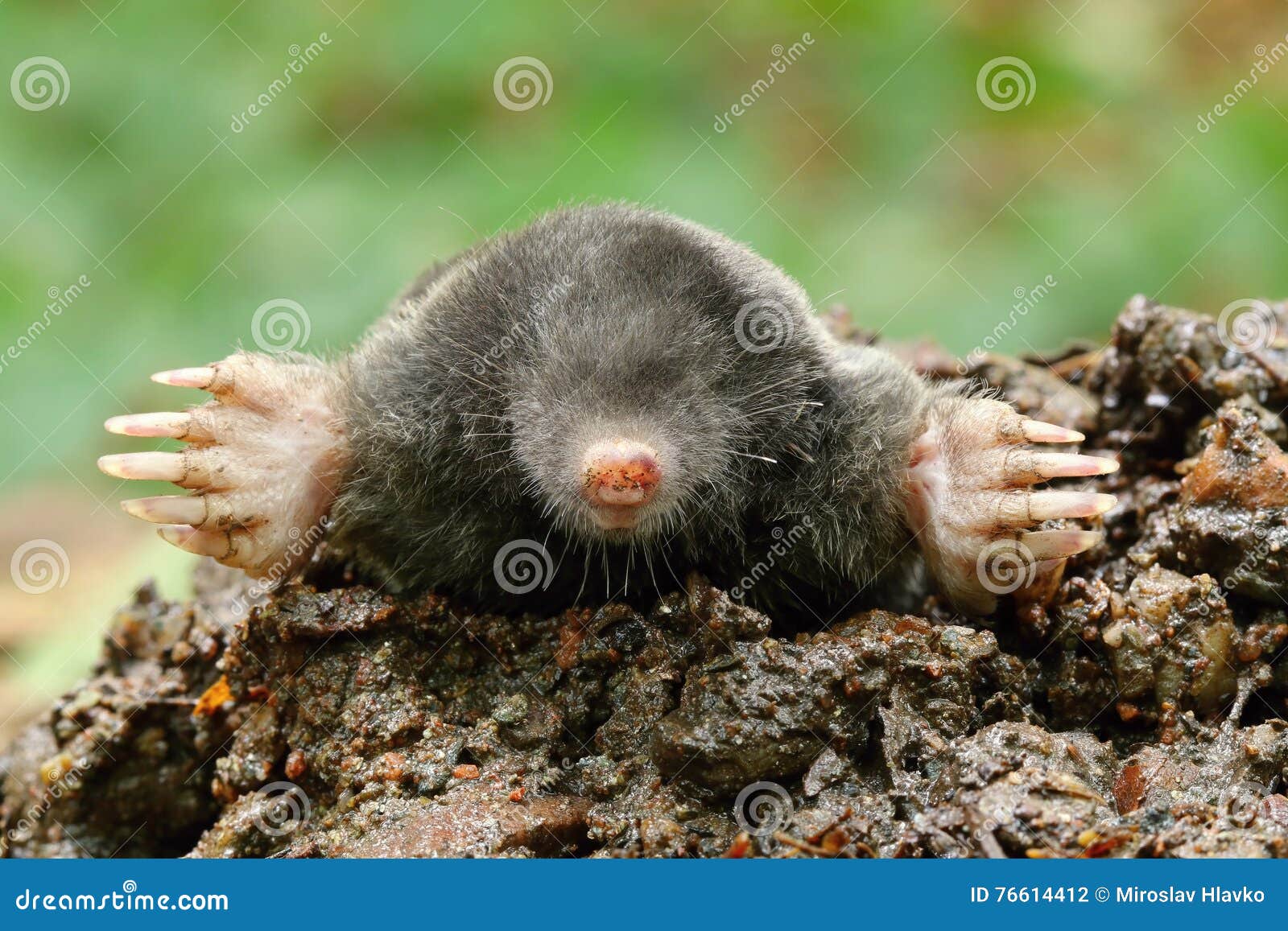 Nice black mole stock photo. Image of smooth, snout, hairy - 76614412