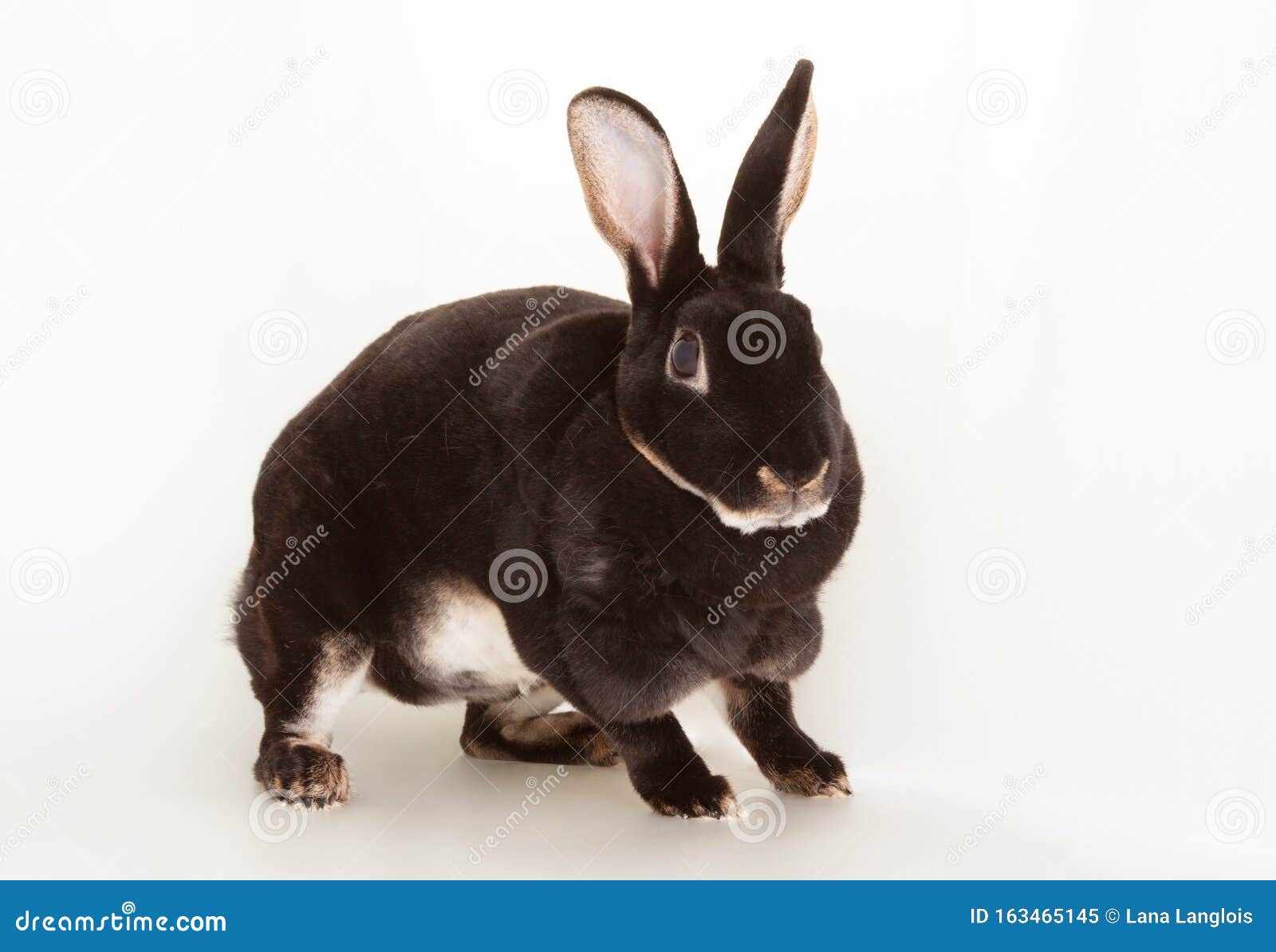 Nice Black Otter Rabbit Rodent Pet Stock Image - Image of isolated ...