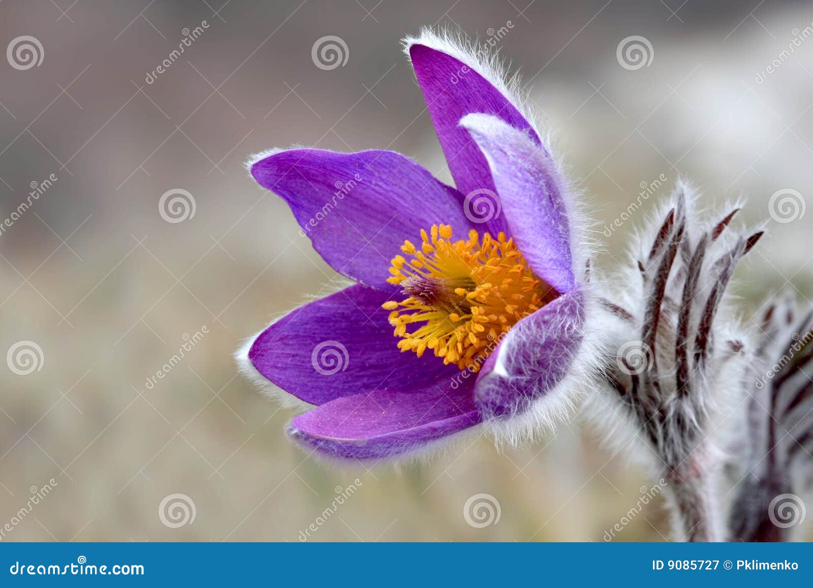 Nice bloom pasqueflower stock image. Image of perennial - 9085727