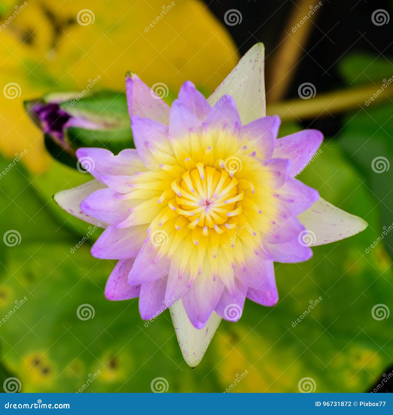 Nice blooming lotus flower stock photo. Image of asian - 96731872