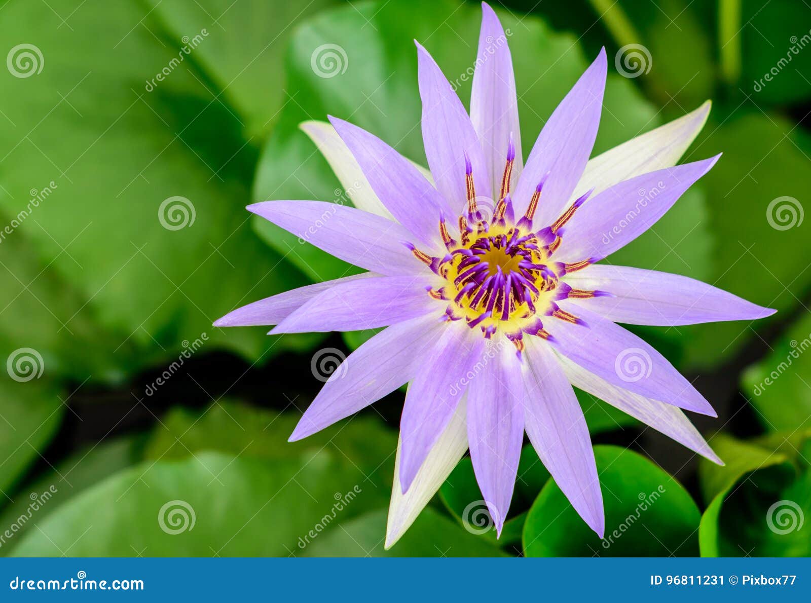 Nice blooming lotus flower stock image. Image of pink - 96811231