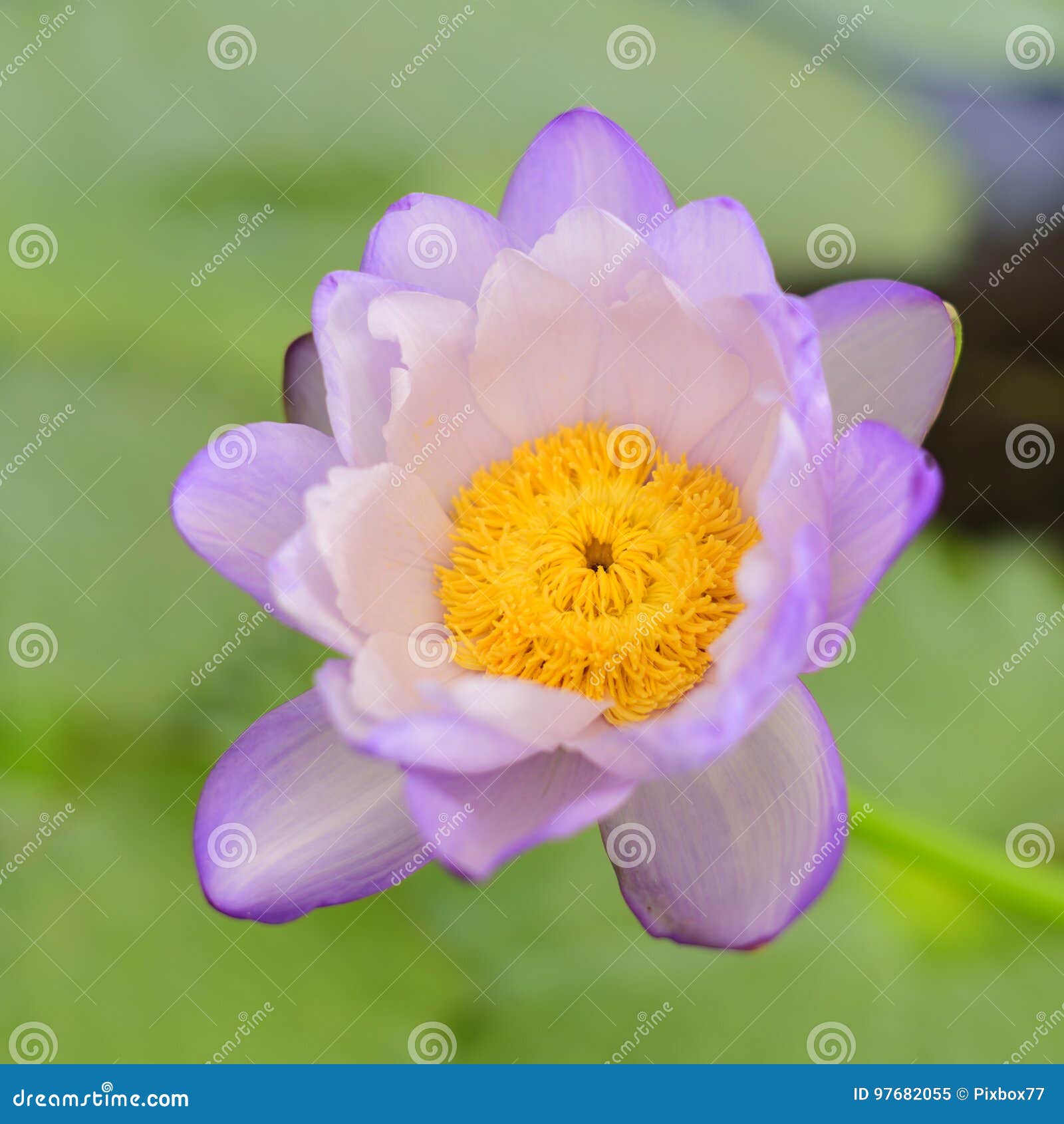 Nice blooming lotus flower stock image. Image of fresh - 97682055