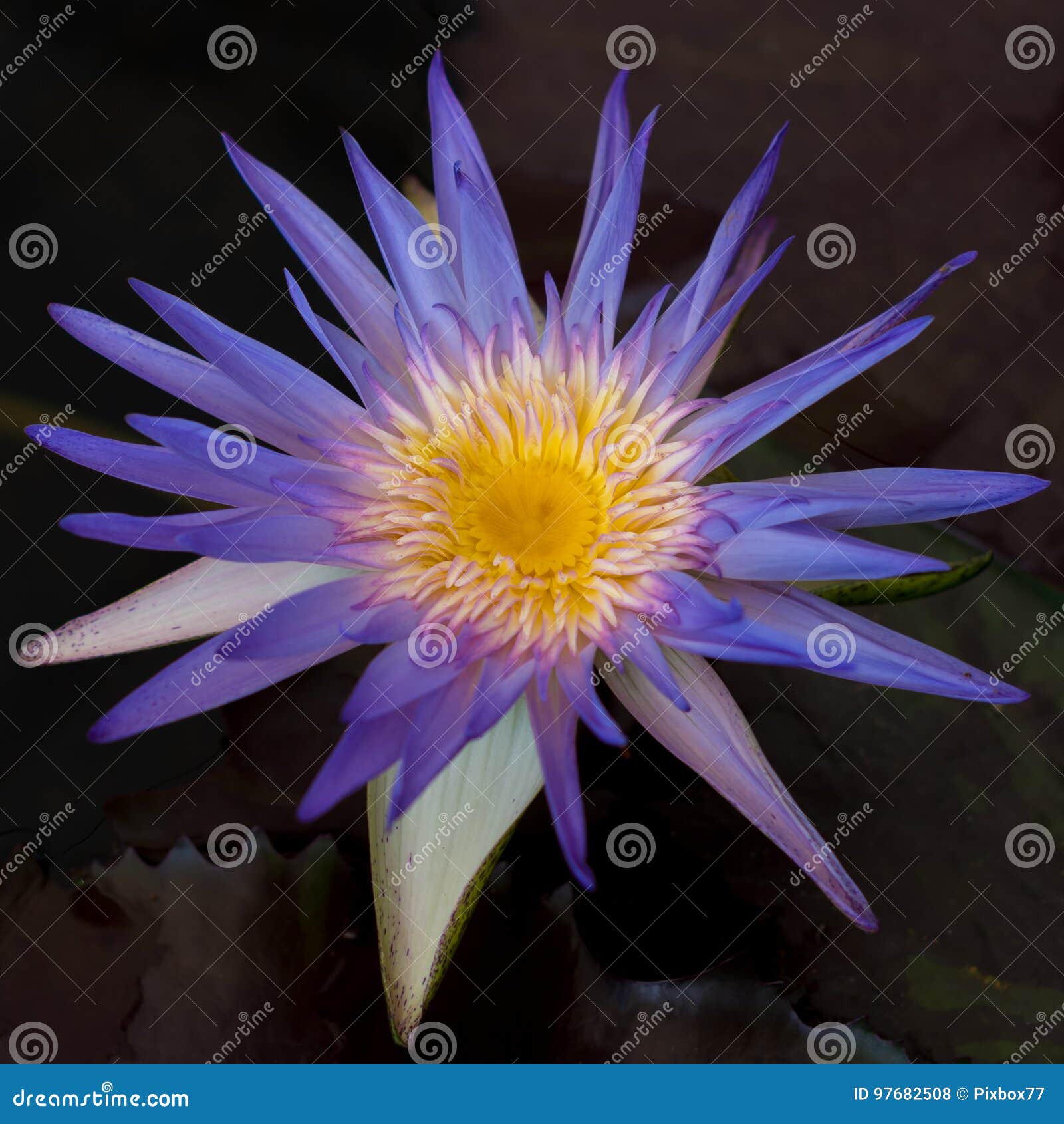 Nice blooming lotus flower stock photo. Image of yellow - 97682508