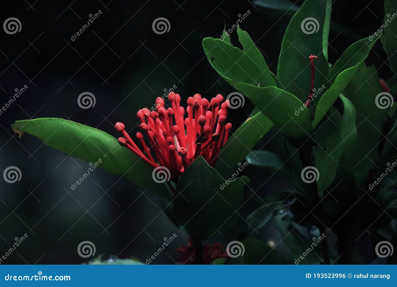 The Nice Blossom of Flower in India in Manipur in Imphal Stock Photo ...