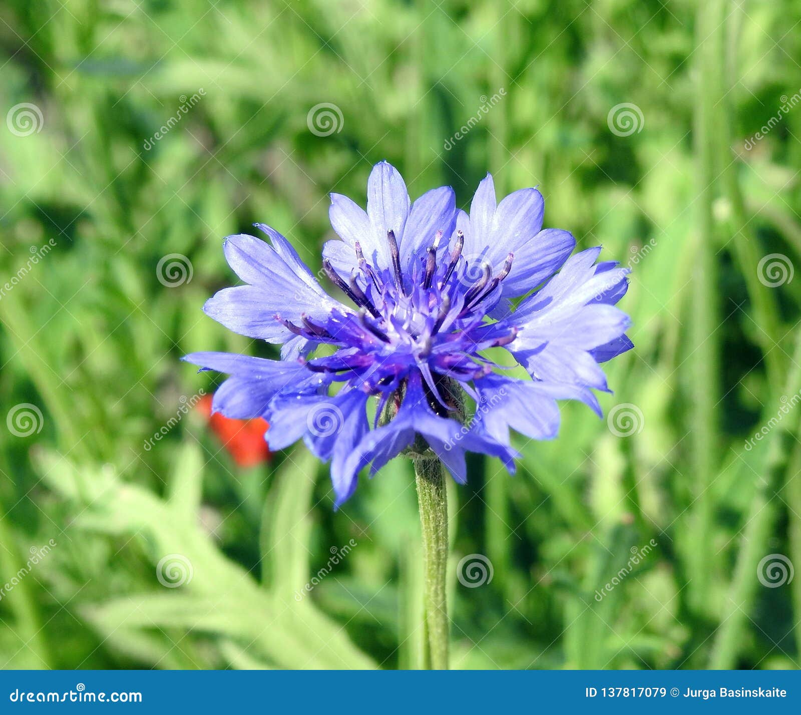 Beautiful Wild Blue Cornflower in Spring, Lithuania Stock Image - Image ...