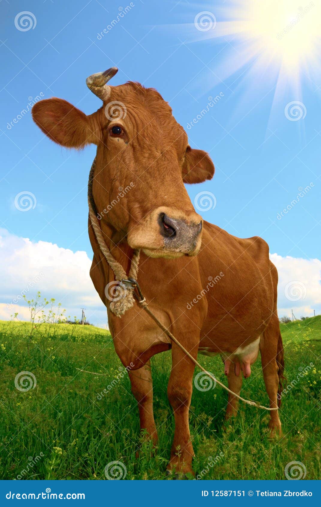 Nice brown cow stock image. Image of dairy, ranch, cattle - 12587151