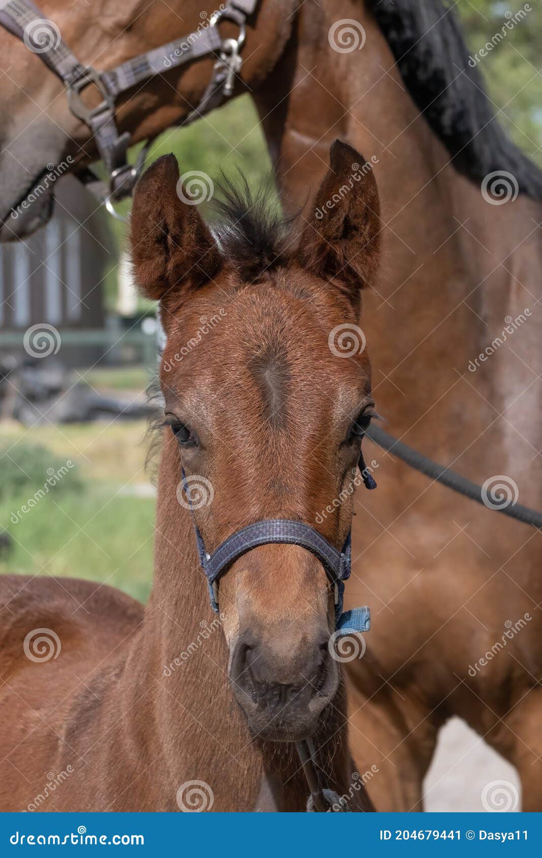 Nice Brown Foal Head, with a Halter on, in the Spring. Looking at ...