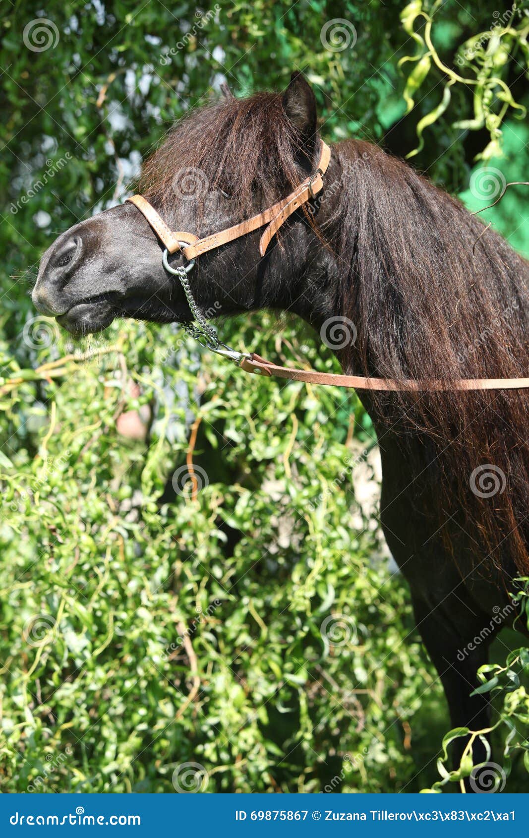 Brown Pony Horse Stock Photography | CartoonDealer.com #9241766