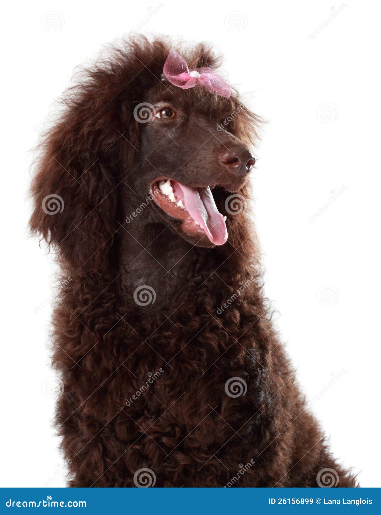 Nice brown royal poodle stock image. Image of curly, breed - 26156899