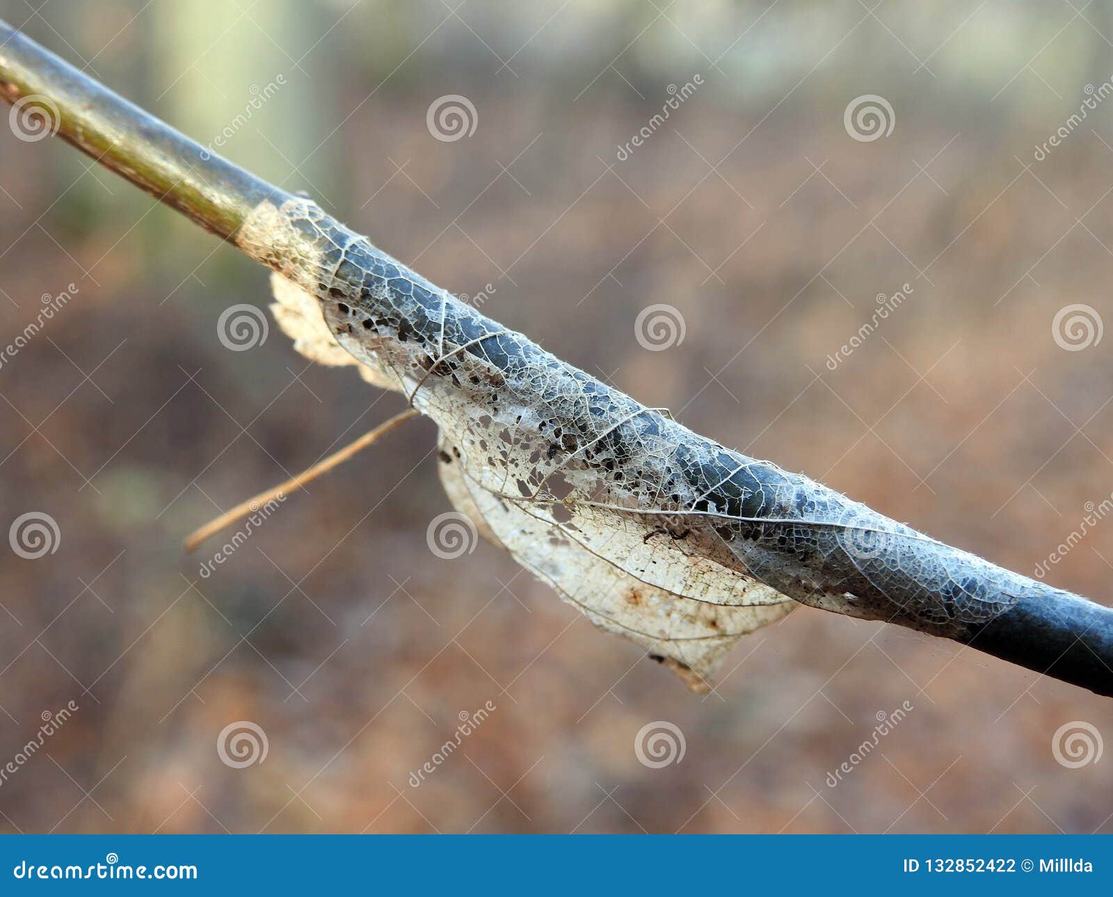 Beautiful Leaf Skeleton in Forest, Lithuania Stock Photo - Image of ...