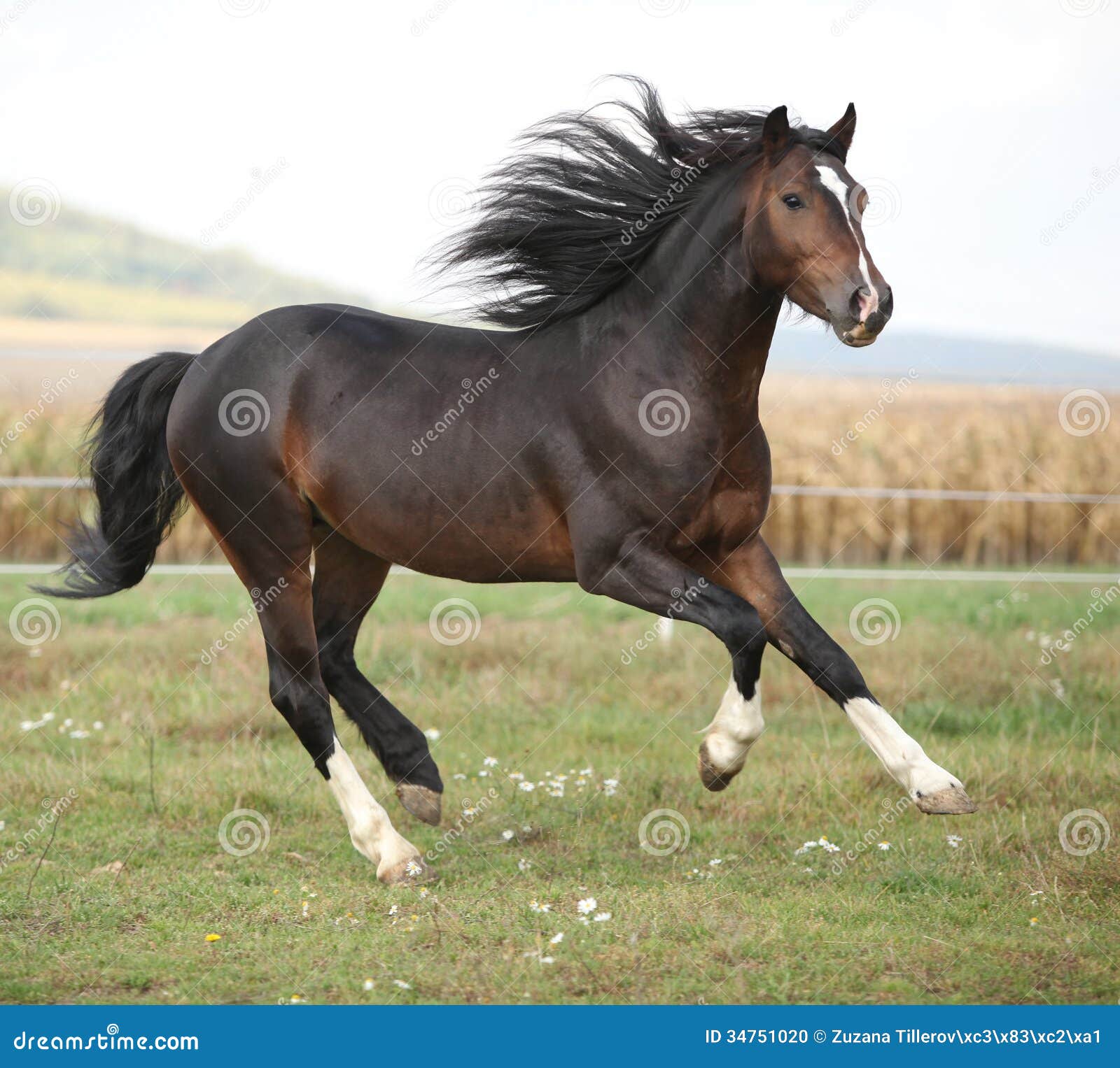 Nice Brown Stallion with Long Mane Running Stock Photo - Image of ...