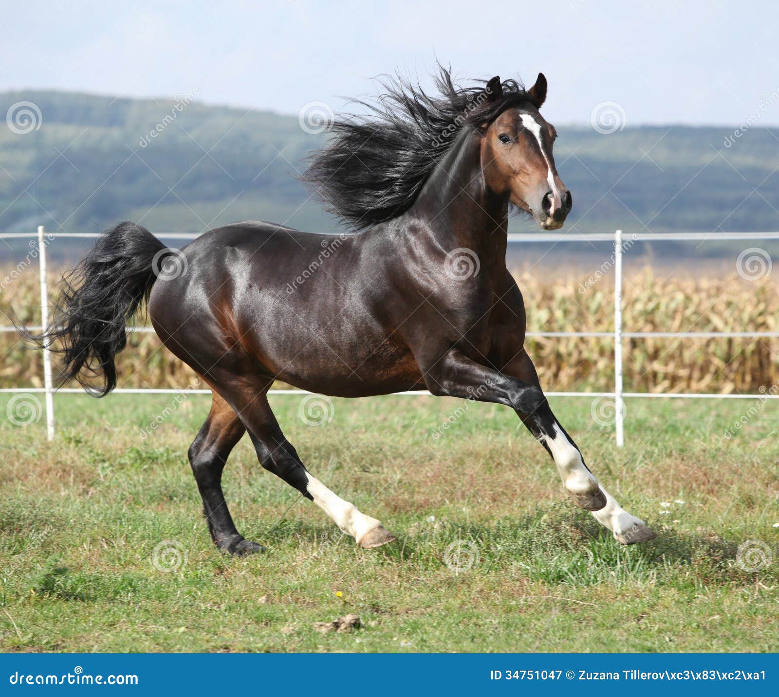 Nice Brown Stallion with Long Mane Running Stock Image - Image of kick ...