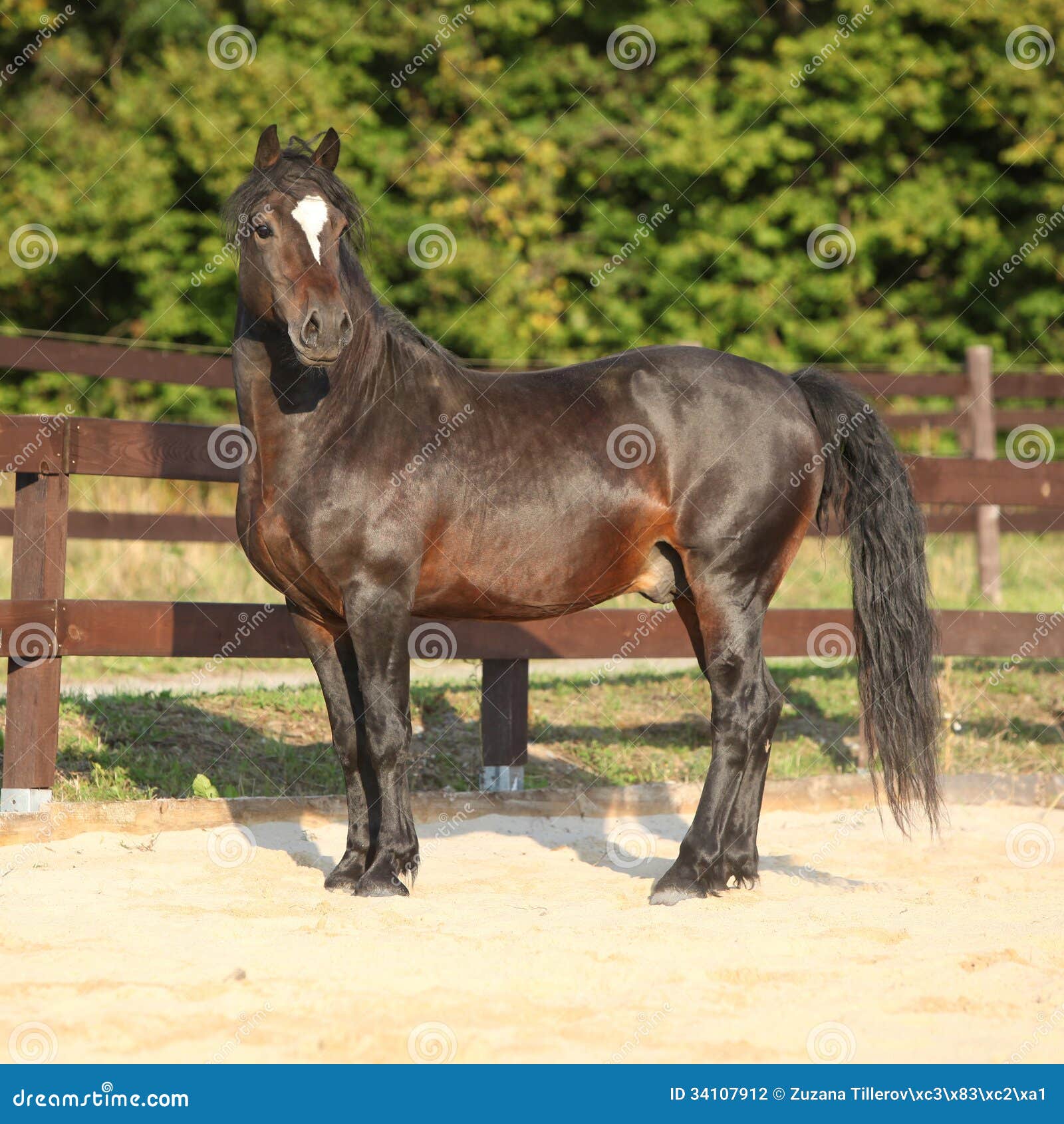 Nice Brown Welsh Cob Stallion Stock Photo - Image of stand, color: 34107912