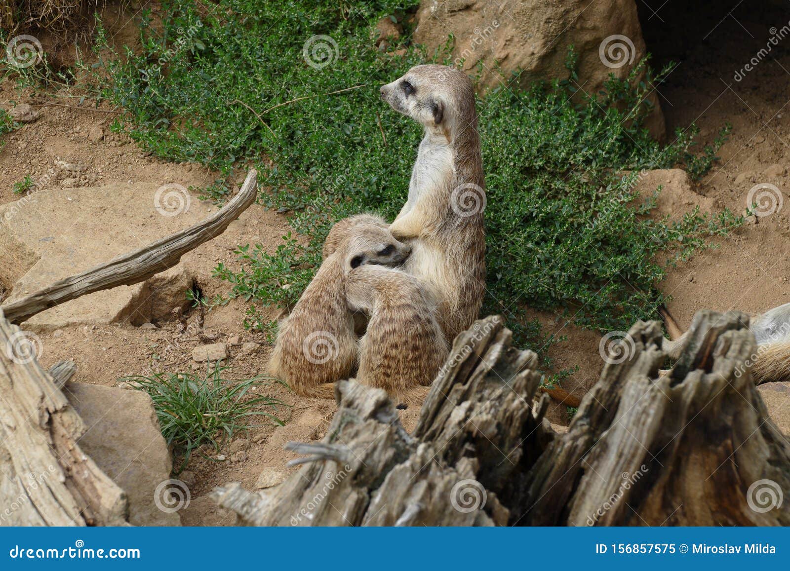 Nice brown wild meerkat stock image. Image of desert - 156857575