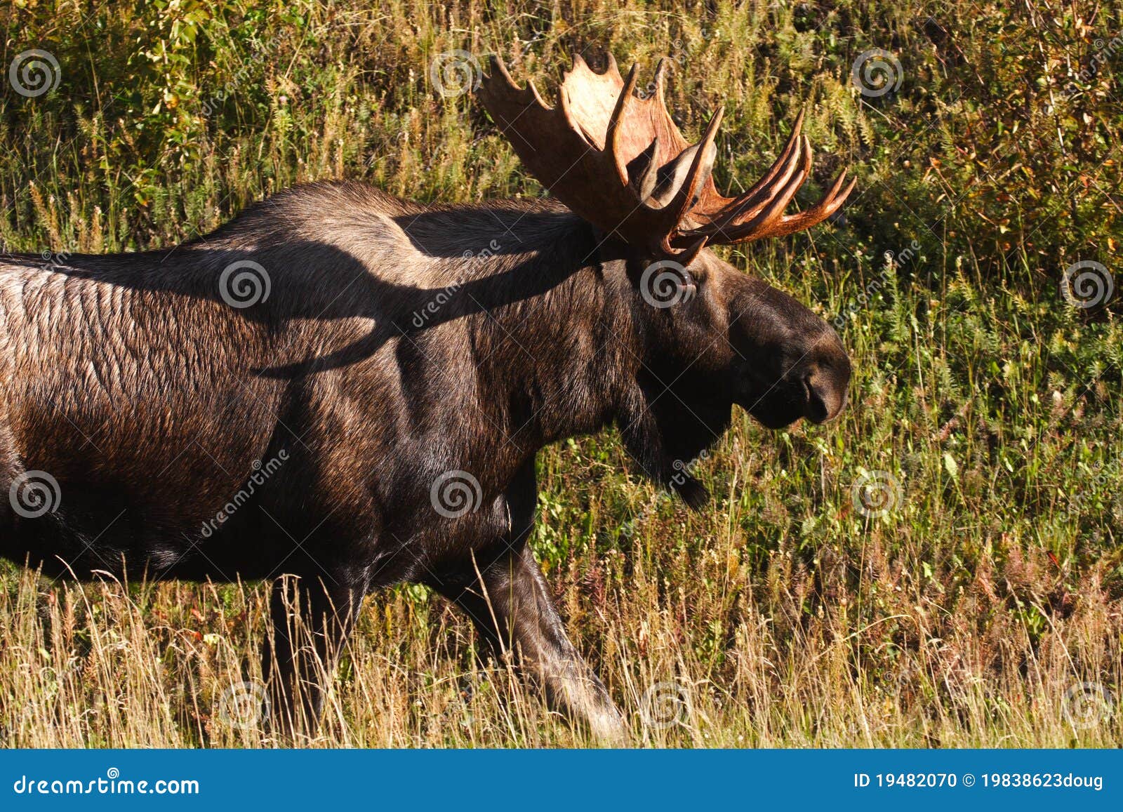 Nice Bull stock photo. Image of horns, rack, nose, alaska - 19482070