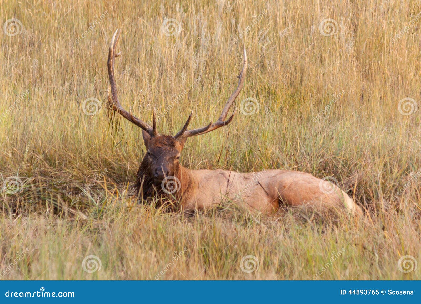 Nice Bull Elk Wallow Photos - Free & Royalty-Free Stock Photos from ...