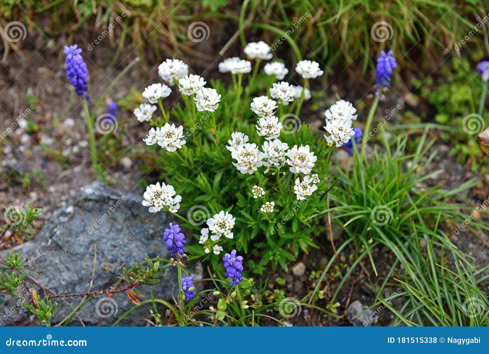 White Candytuft Royalty-Free Stock Photography | CartoonDealer.com ...