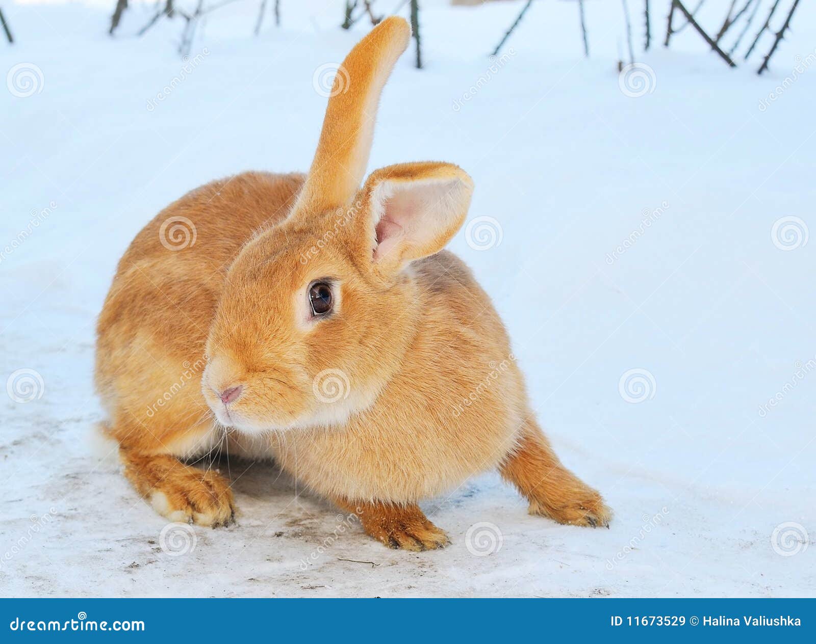 Nice bunny on snow stock image. Image of brown, eyes - 11673529