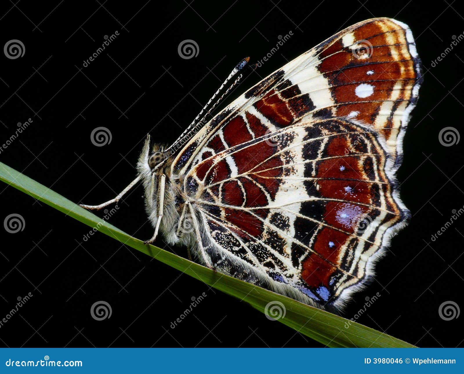 Nice butterfly stock photo. Image of macro, butterfly - 3980046