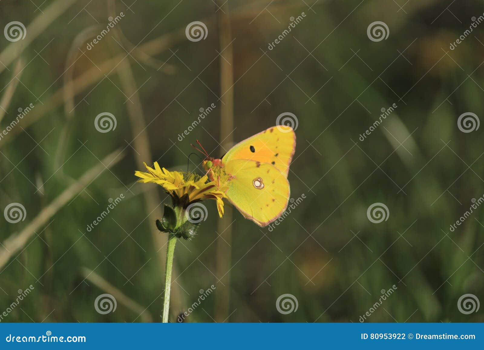 Nice Butterfly stock photo. Image of eating, beatiful - 80953922