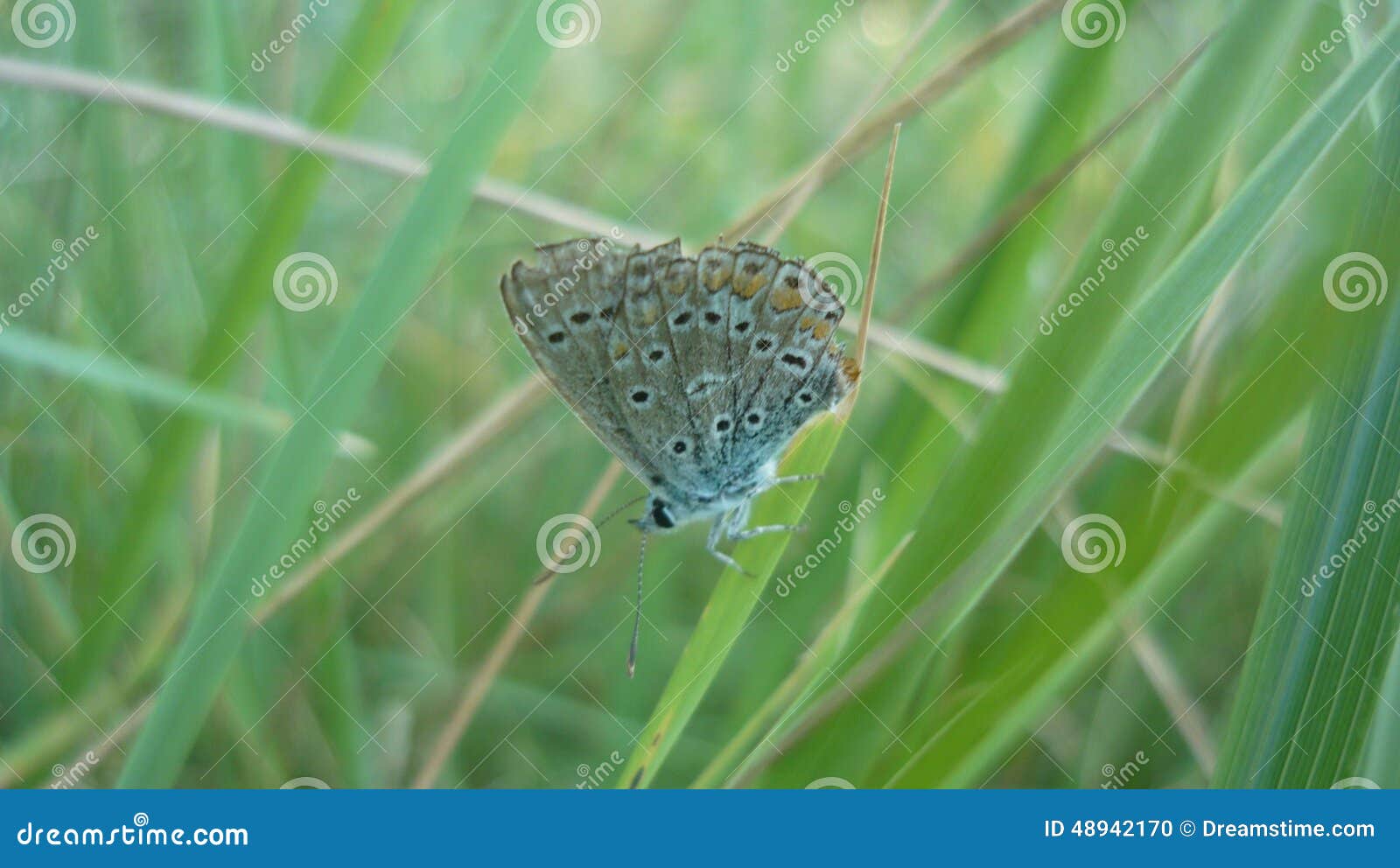 Nice butterfly stock photo. Image of green, beautiful - 48942170