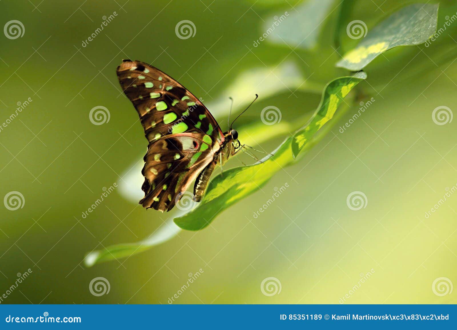 Nice butterfly stock image. Image of bold, queen, kind - 85351189