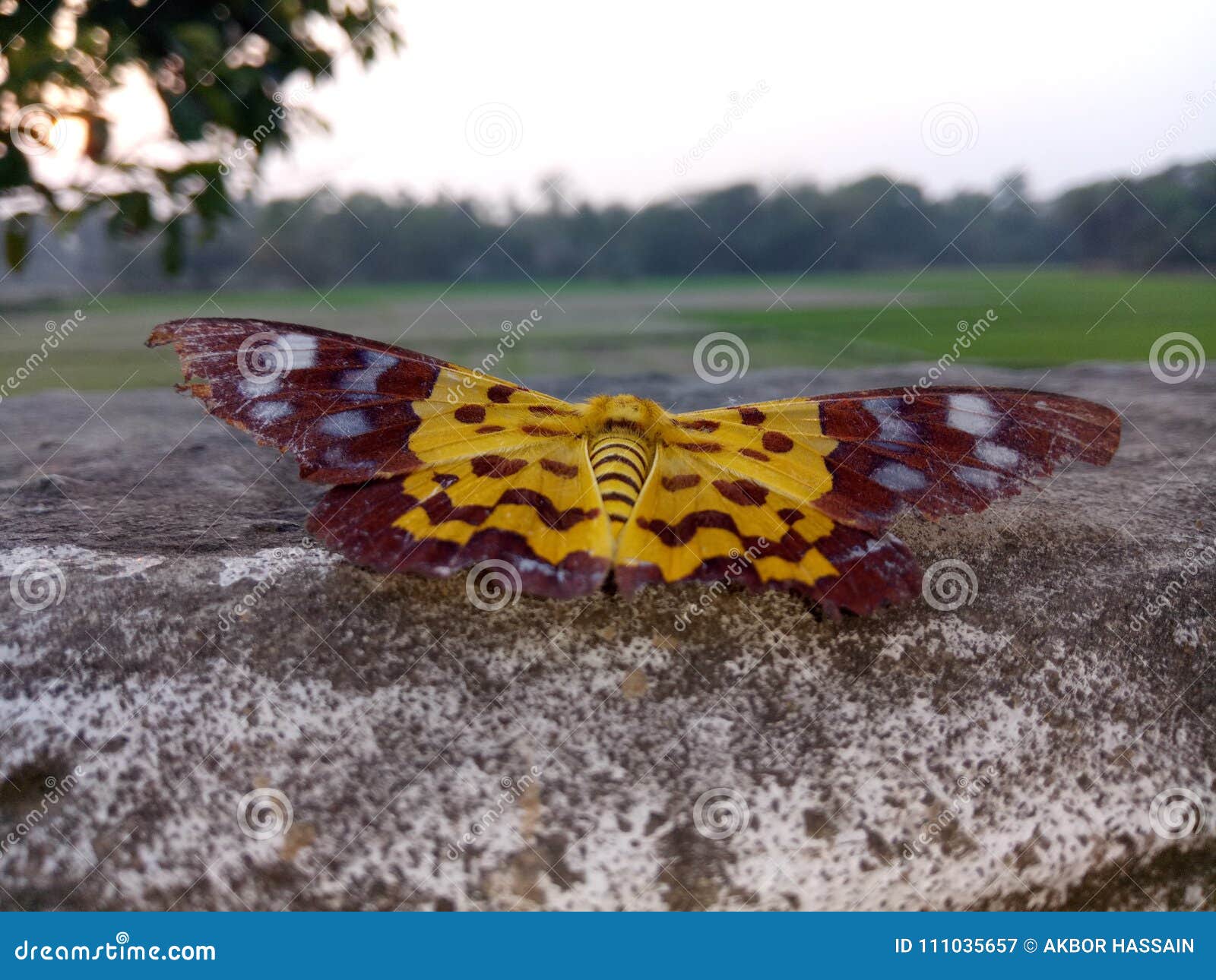 Nice butterfly stock image. Image of nature, super, butterfly - 111035657