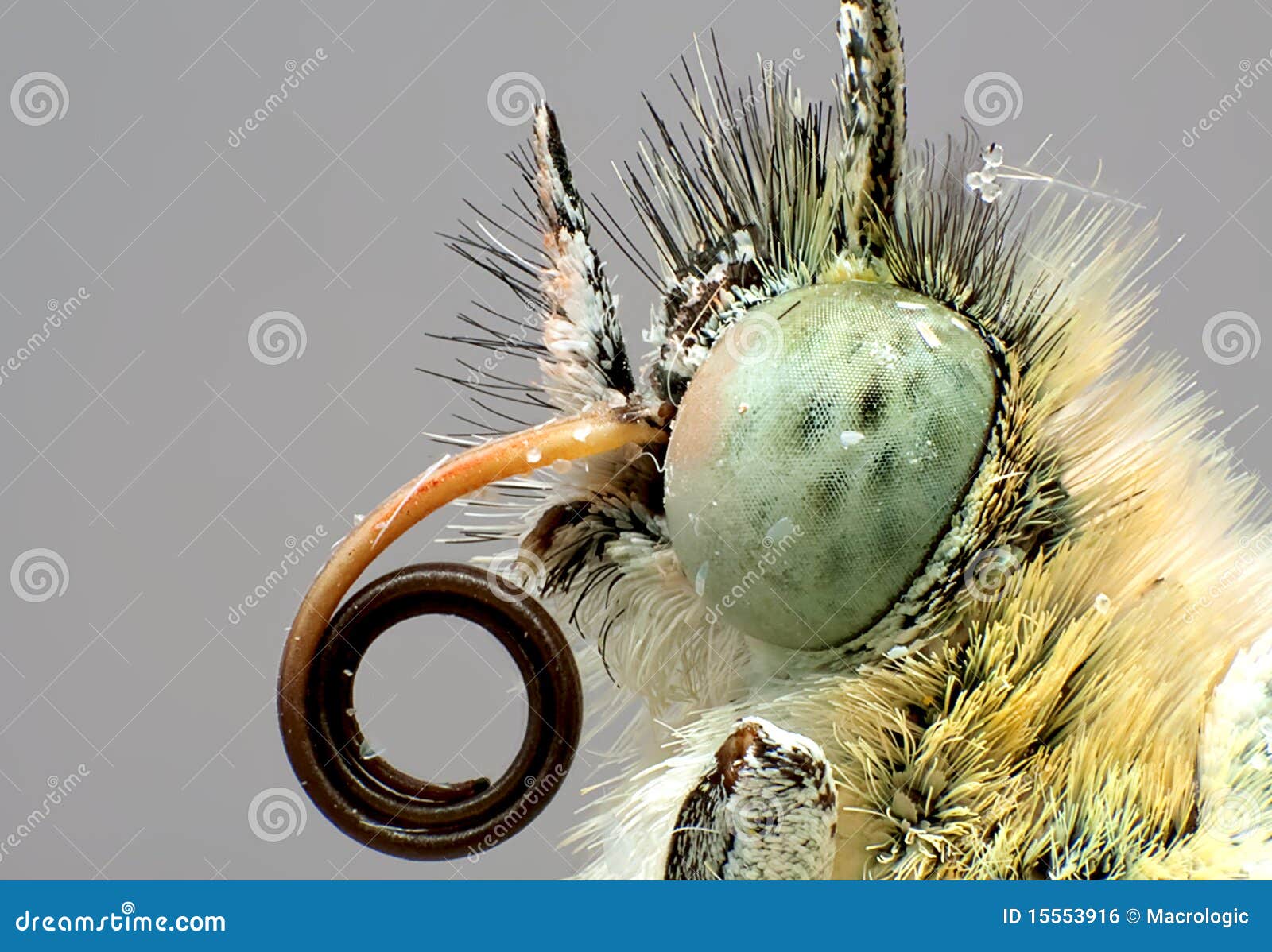 Nice butterfly portrait stock photo. Image of stripes - 15553916