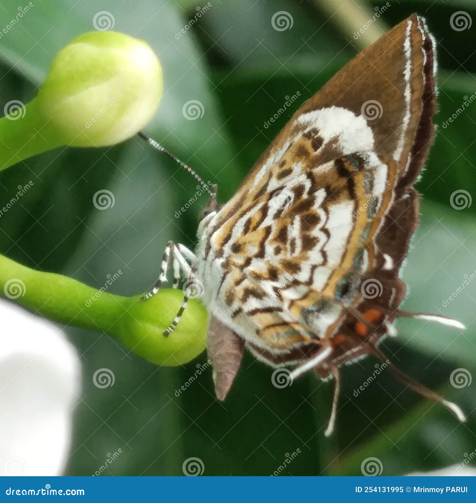 Nice butterfly stock image. Image of nice, butterfly - 254131995