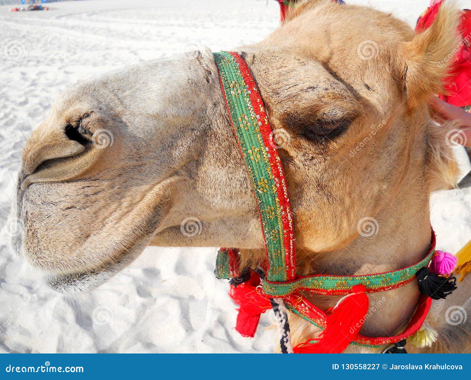 Nice Calm Camel stock image. Image of summer, muzzle - 130558227