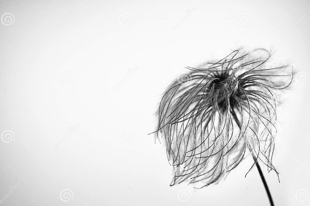 Nice Calm Flower in the Wind Stock Image - Image of nature, close ...