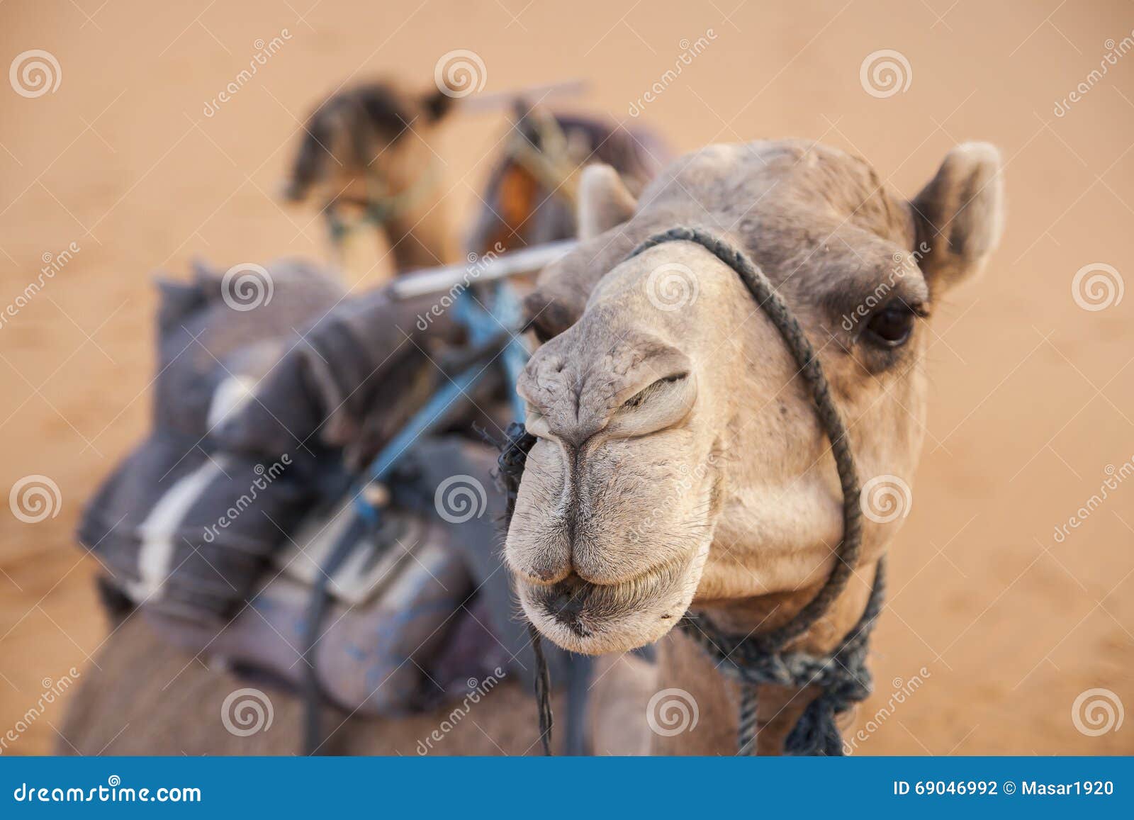 Nice Camel stock photo. Image of nature, dune, guide - 69046992