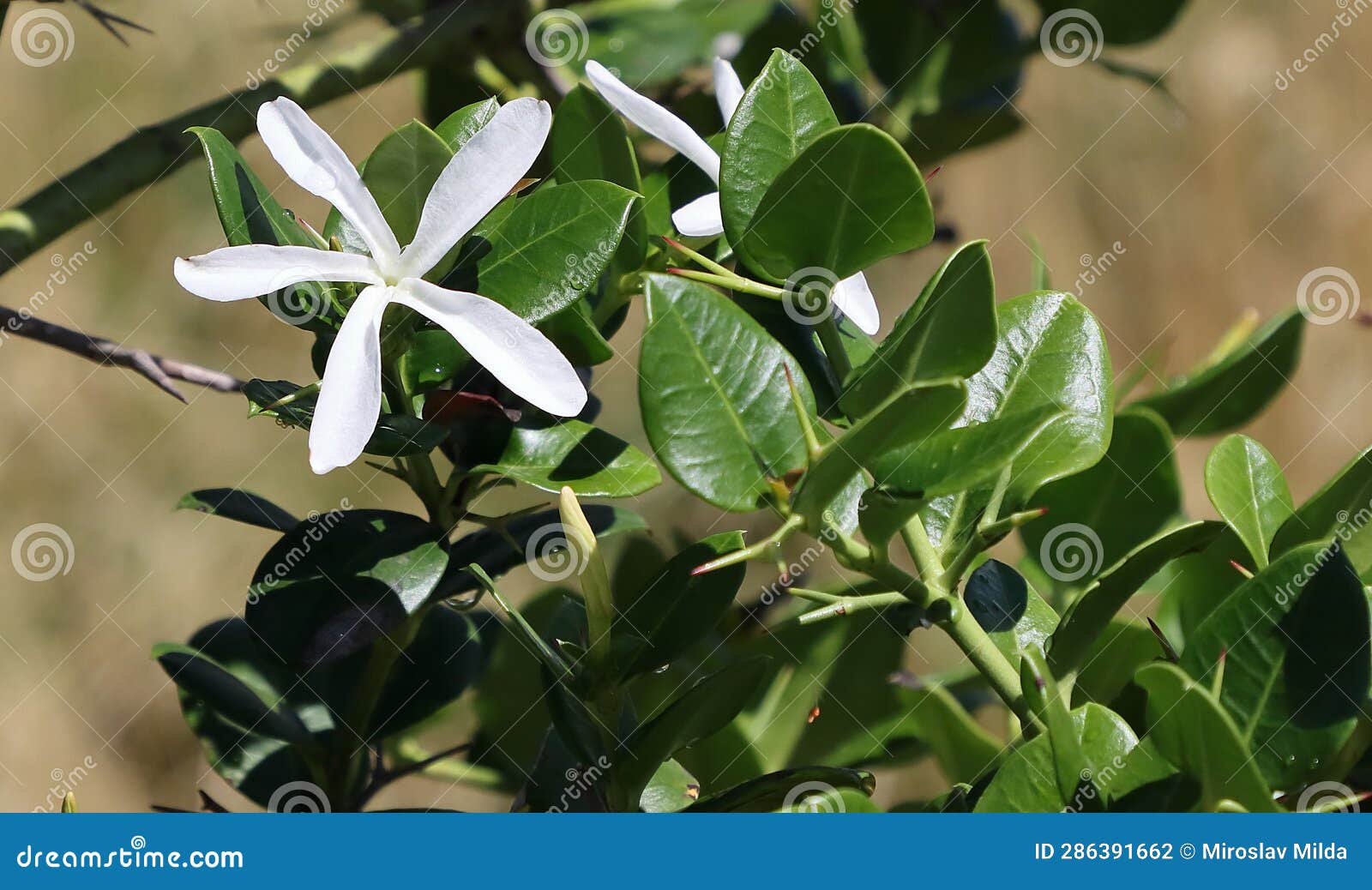 Nice Carissa Macrocarpa Floret Stock Photo - Image of botany, botanical ...