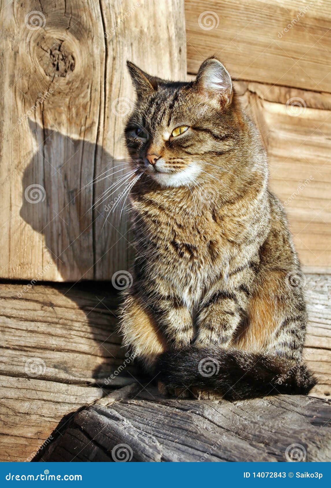 Nice cat stock image. Image of pets, color, enjoyment - 14072843