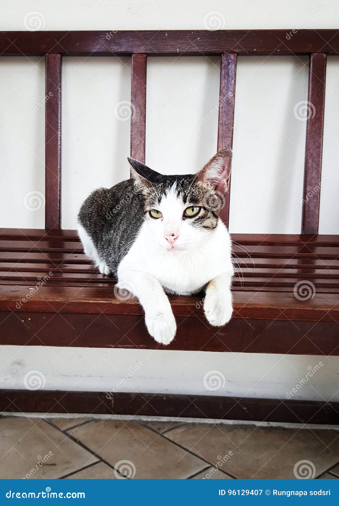 Nice cat stock image. Image of whiskers, furniture, floor - 96129407