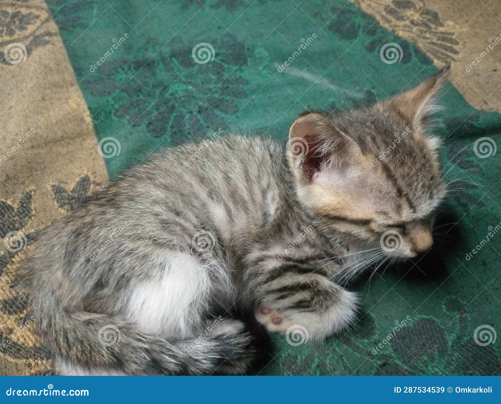 Nice cat stock image. Image of nice, fghhu, animal - 287534539