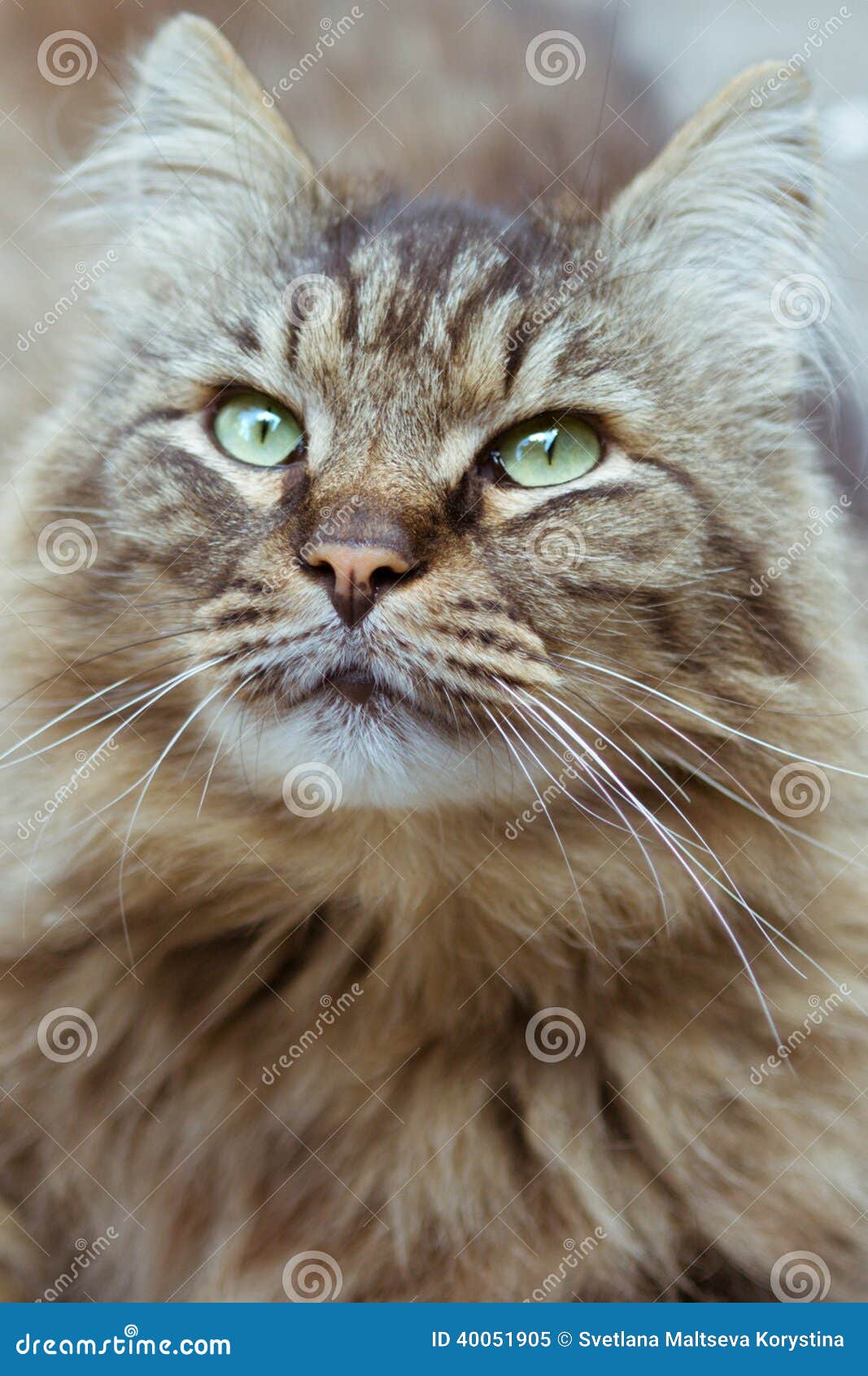 Nice cat stock image. Image of animal, outside, curiosity - 40051905