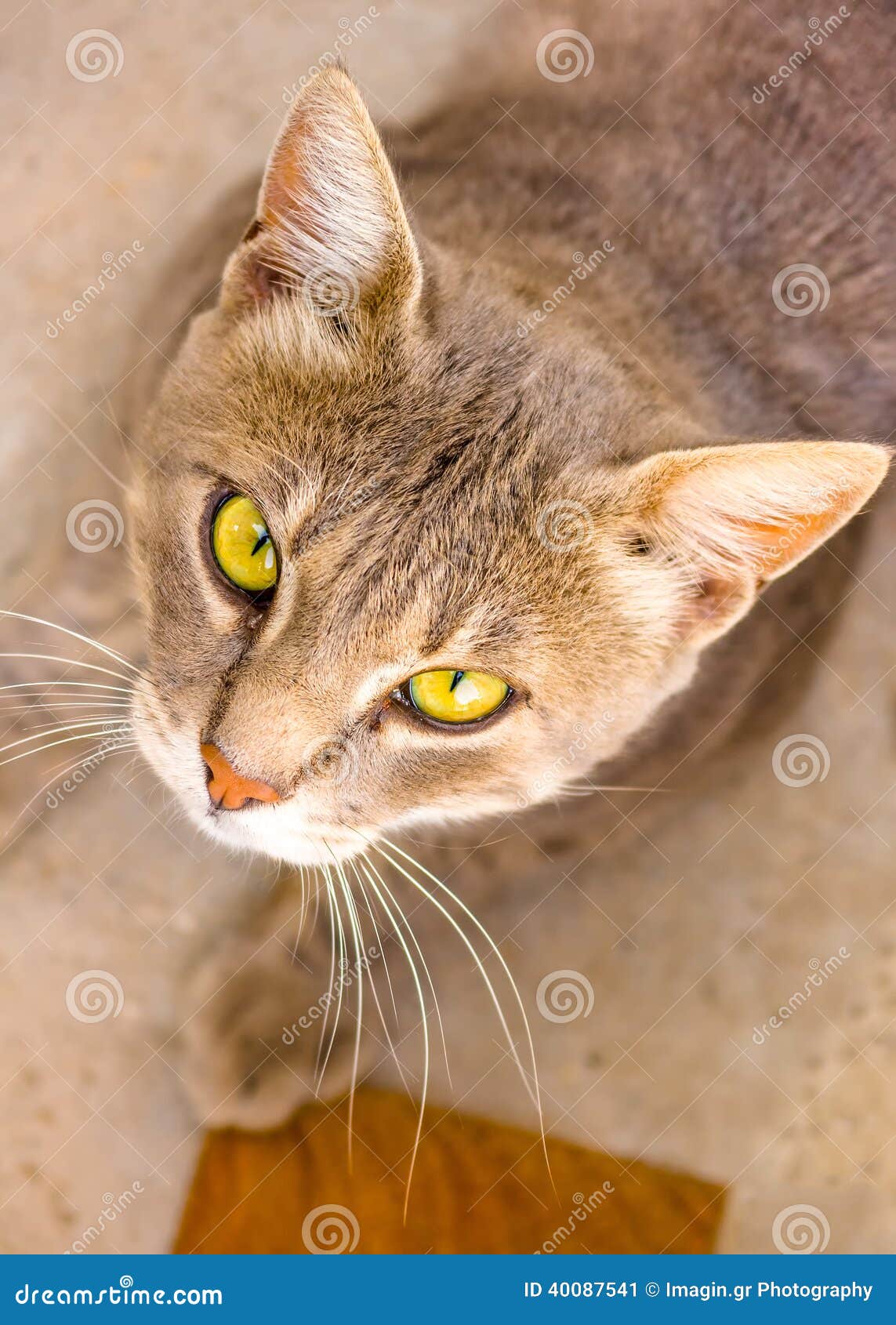 Nice cat stock image. Image of holiday, calm, live, closeup - 40087541