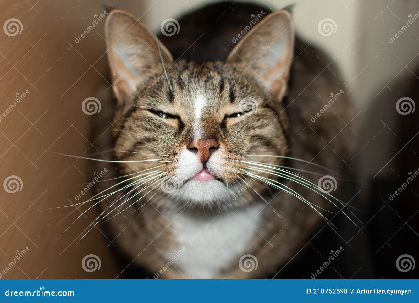 Beautiful face of a cat stock photo. Image of kitten - 210752598