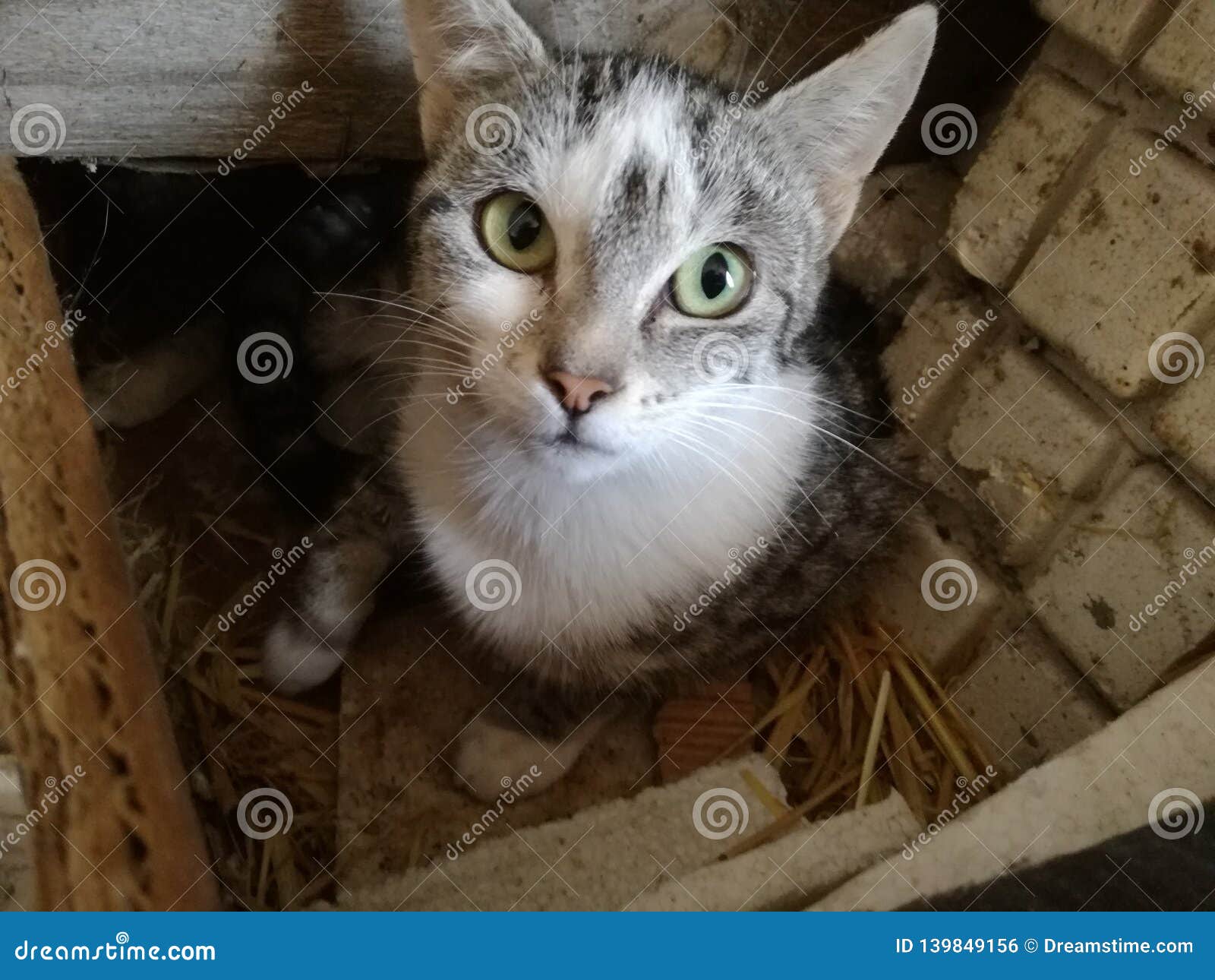 A nice Cat stock photo. Image of sweet, pets, nice, photocat - 139849156