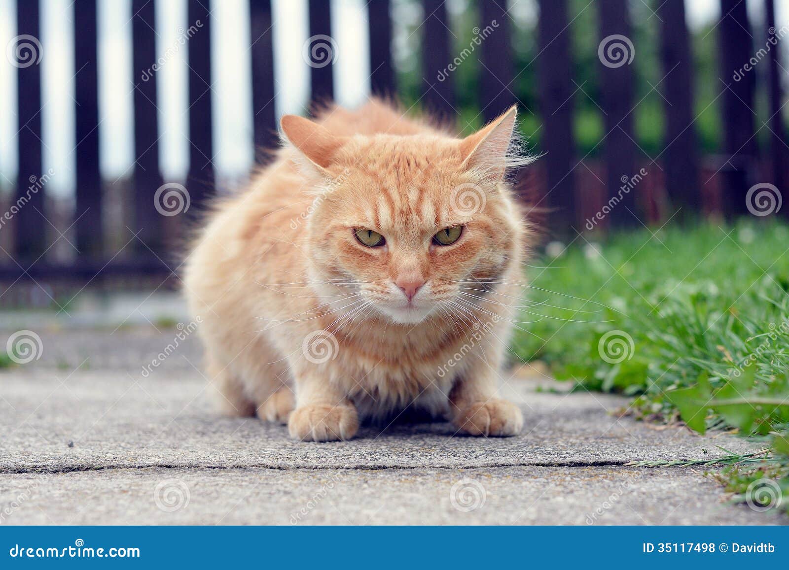 Nice cat on the garden stock photo. Image of funny, animal - 35117498