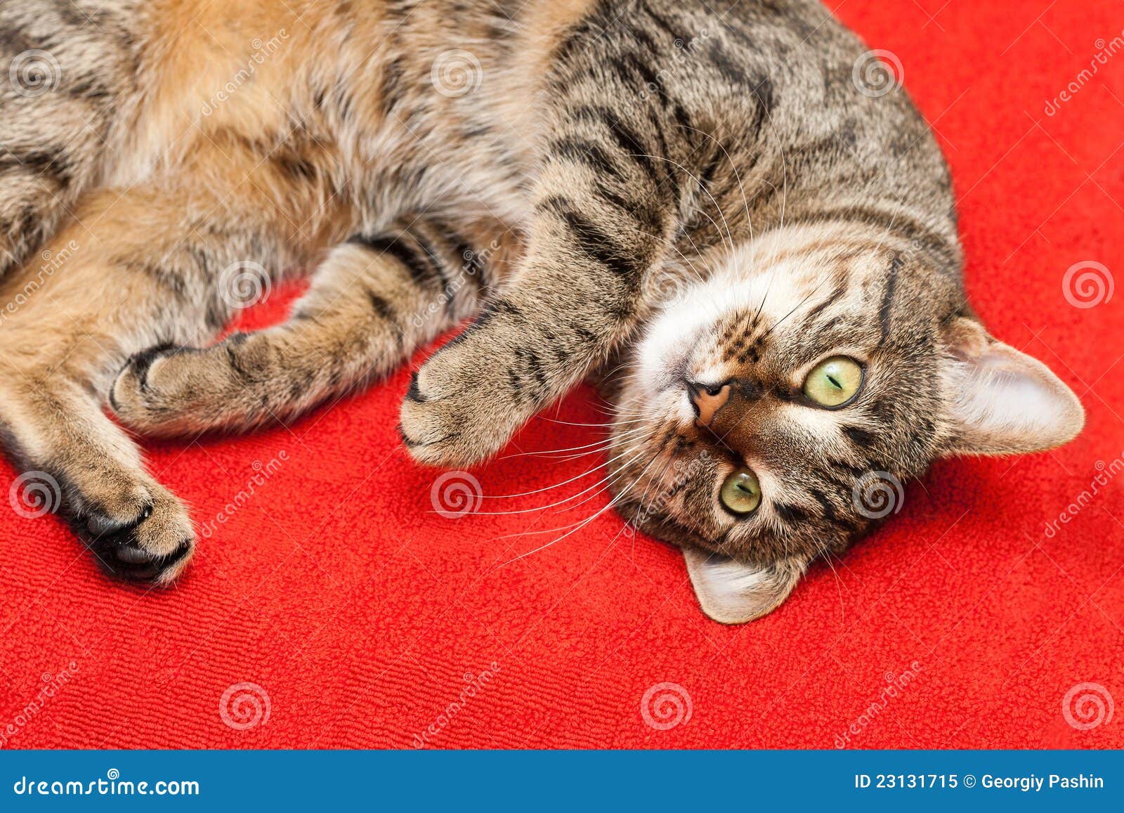 Nice cat has a rest stock image. Image of carpet, relaxation - 23131715