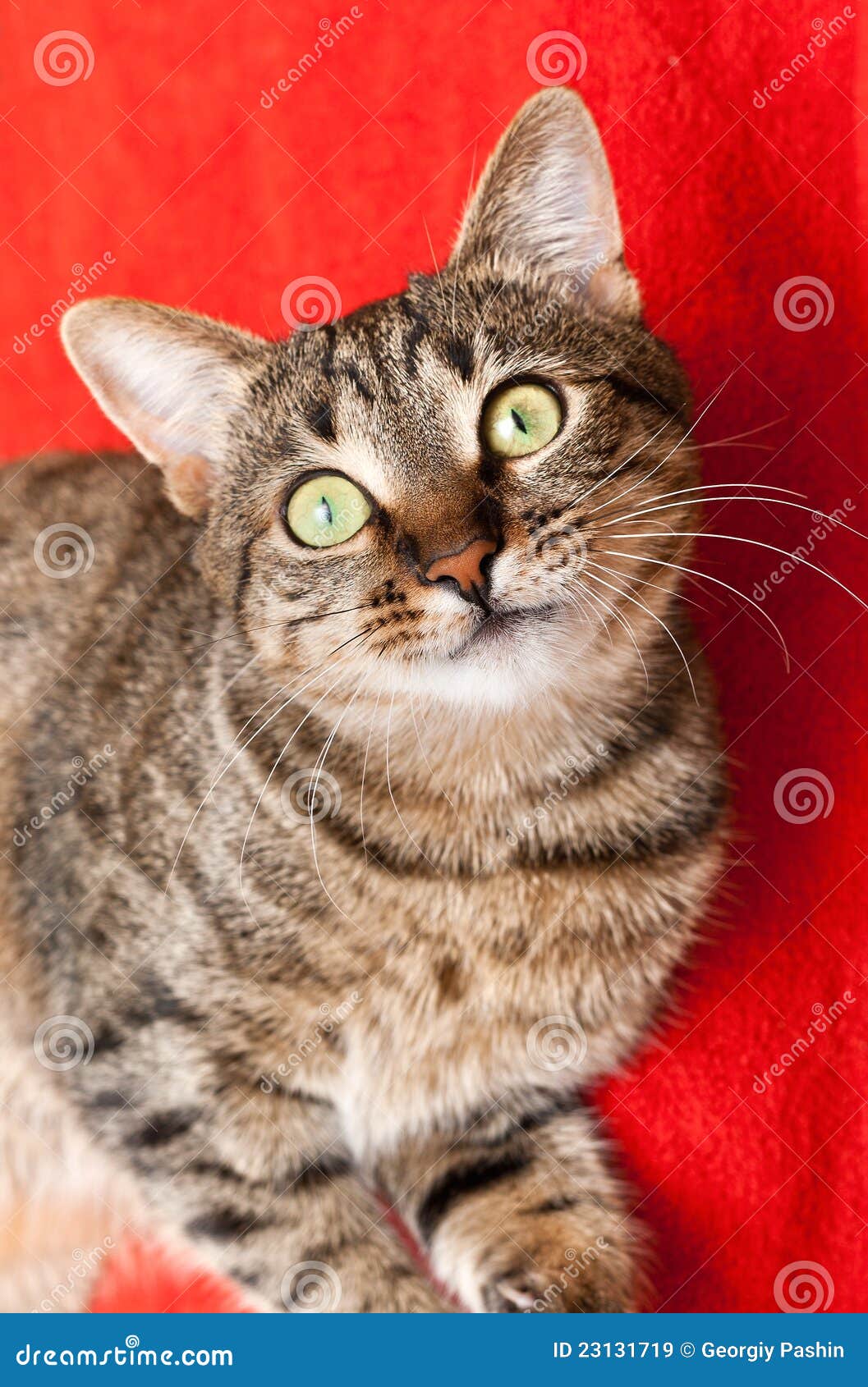 Nice cat has a rest stock image. Image of feline, animals - 23131719