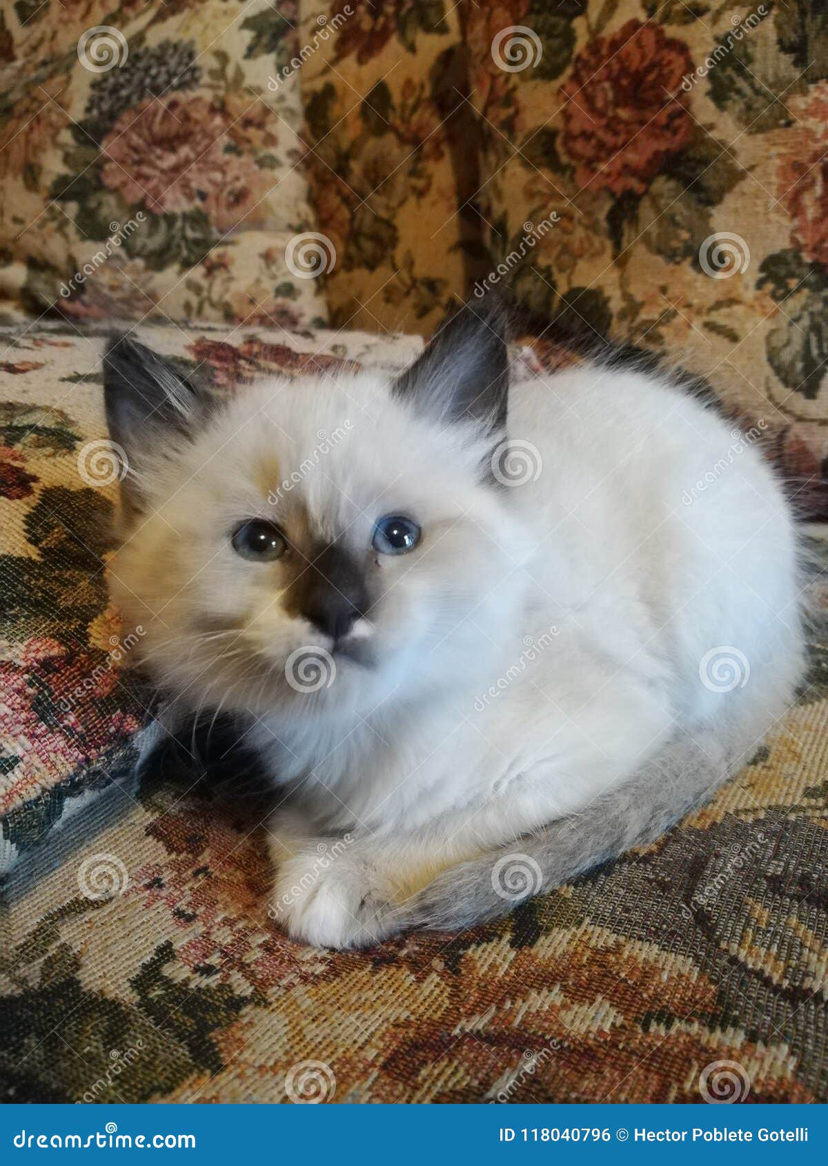 Nice cat stock photo. Image of looking, nice, gato - 118040796