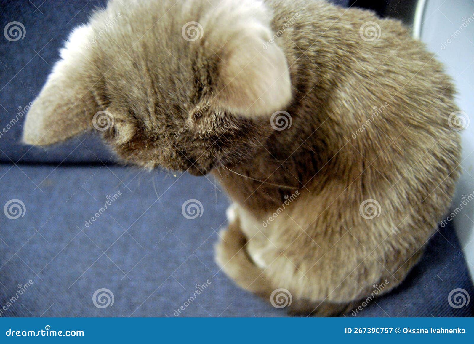 Nice cat my favorite stock image. Image of whiskers - 267390757