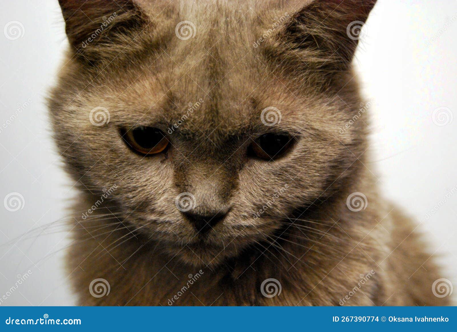 Nice cat my favorite stock photo. Image of nose, favorite - 267390774